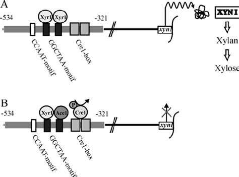 Architecture Of The Xyn1 Promoter Of H Jecorina A Binding Of Xyr1