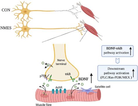Skeletal Muscle Electrical Stimulation Virtual Lab At Pauline Smith Blog