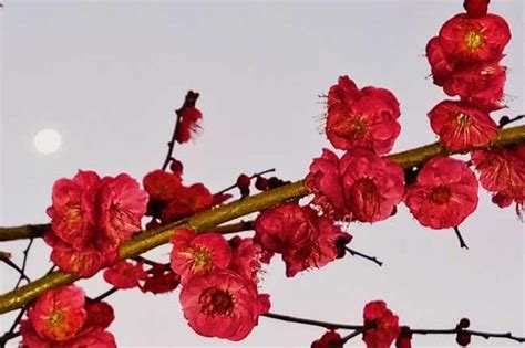 观看《太子妃升职记》，讲述斗争与爱恨纠葛芃芃