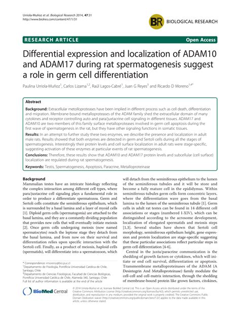 Pdf R Differential Expression And Localization Of Adam10 And Adam17