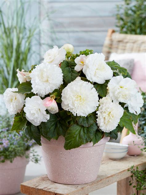 Begonia Amerihybrid® Ruffled White Dutchgrown™