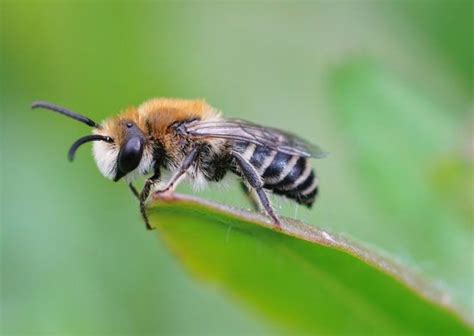 Bee Definition Description Hymenoptera Types And Facts Britannica