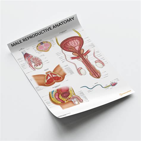 Male Reproductive Organs Poster Mens Genitalia Anatomy Chart