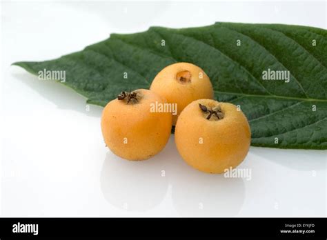Wollmispel Suedfrucht Japanische Wollmispel Eriobotrya Japonica