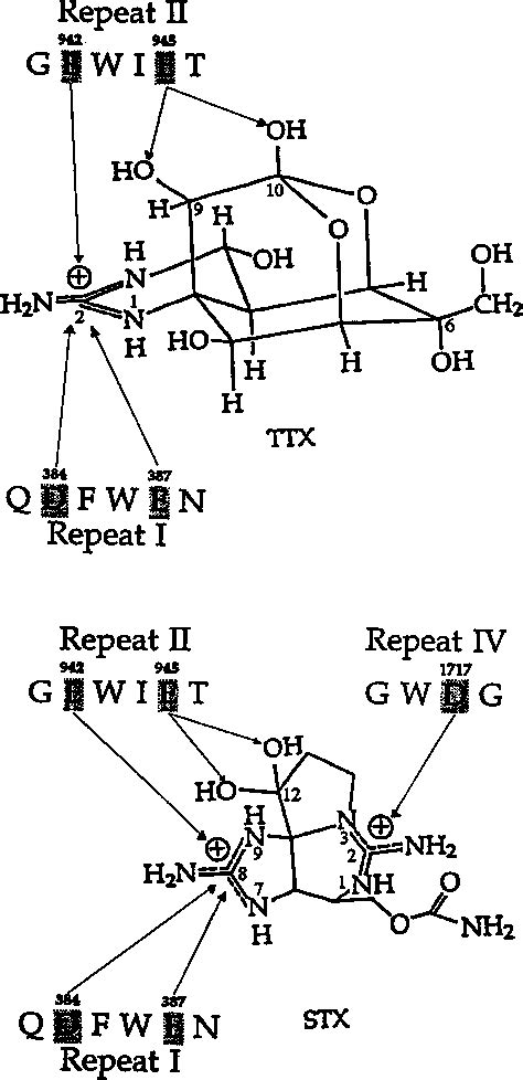 Table 1 From A Structural Model Of The Tetrodotoxin And Saxitoxin