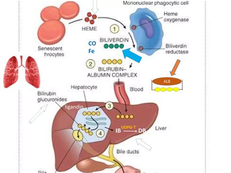 Abo Incompatibility Safiullah Ppt