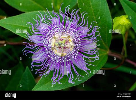 Close Up Of Maypop Or Purple Passionflower Passiflora Incarnata