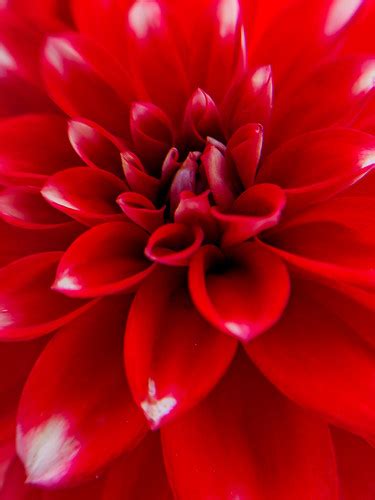 Red flower | Ali Çölmekci | Flickr