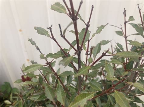 Lilli Pilli Hedge Recovers From Beetle Attack