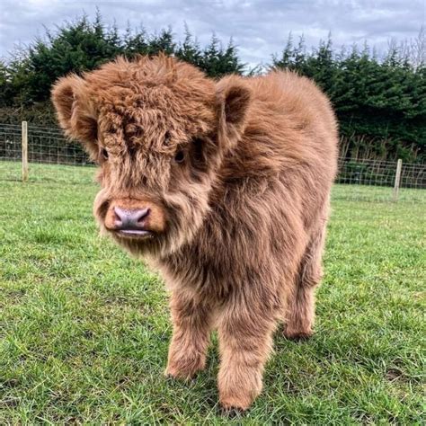 Mini Highland Cow Elsie Highland Cow Farm