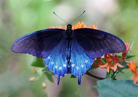 Pipevine Swallowtail Alabama Butterfly Atlas Butterfly Species