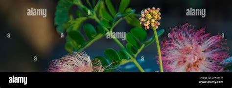 Flowers Are Reproductive Structures Of Plants That Are Responsible For