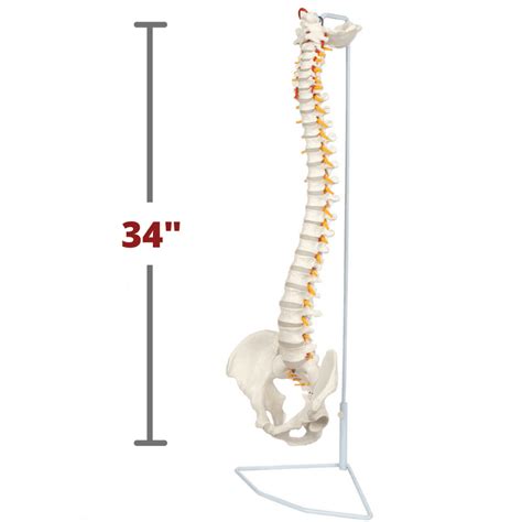 Axis Scientific Spine Model 34 Life Size Spinal Cord Model