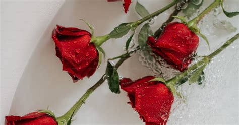 흰 접시 위에 앉아있는 빨간 장미 한 다발 사진 Unsplash의 장미 꽃 이미지