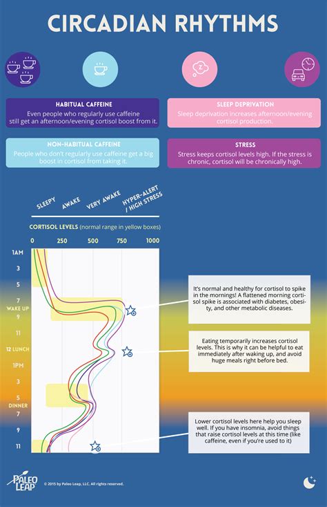 Infographic Circadian Rhythms Cortisol Artofit