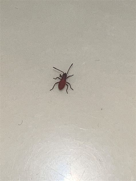 what is this bug helpppp r whatsthisbug