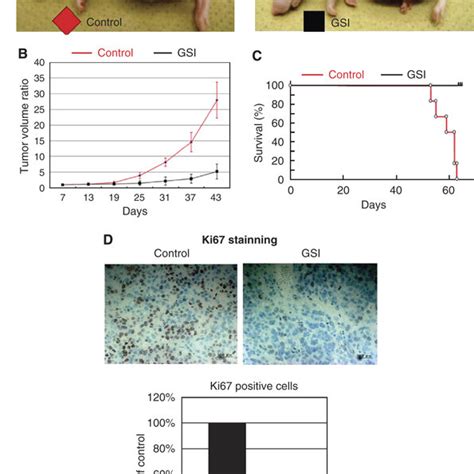 Notch Pathway Inhibition Blocks Osteosarcoma Xenograft Growth In Vivo