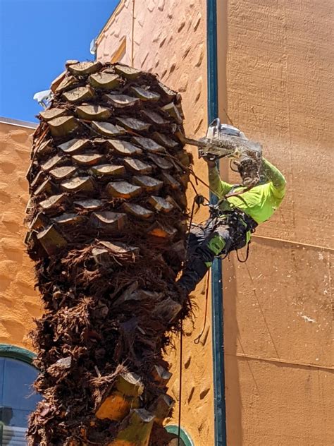 Arborist Now Updated June 2024 141 Photos And 219 Reviews 580