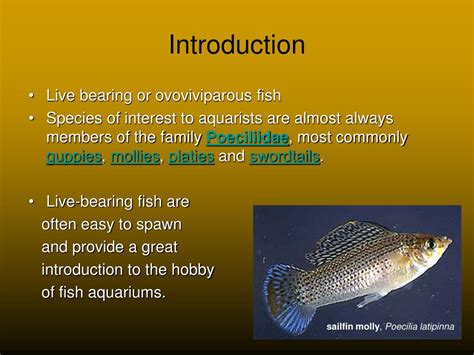 Ppt Live Bearing Fish Reproduction A Beginners Guide Powerpoint