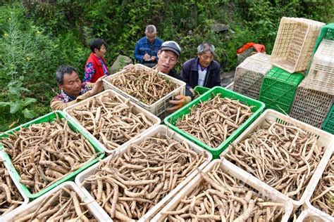 四川阆中川明参丰收 人民图片网