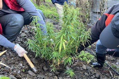 中警「第十波安居緝毒專案」 起獲逾百公斤毒品 蕃新聞