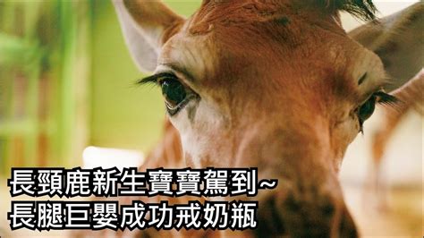 長頸鹿新生寶寶駕到~長腿巨嬰成功戒奶瓶 Youtube