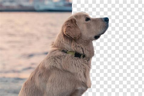 免费png制作工具：在线将图像转换为透明png