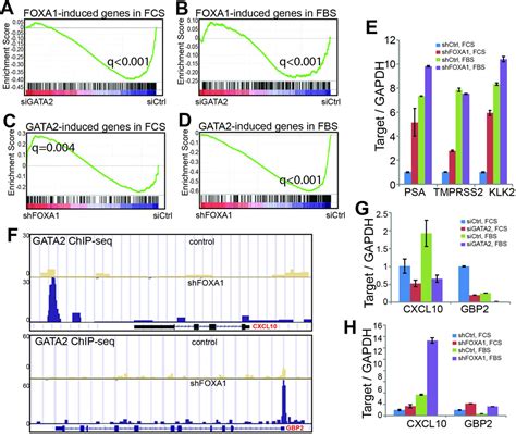 FOXA1 Acts Upstream Of GATA2 And AR In Hormonal Regulation Of Gene Expression PMC