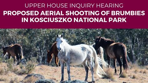 Public Hearing Proposed Aerial Shooting Of Brumbies Kosciuszko