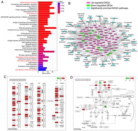 Kegg Pathway Enrichment Analysis Of Degs A Significantly Enriched
