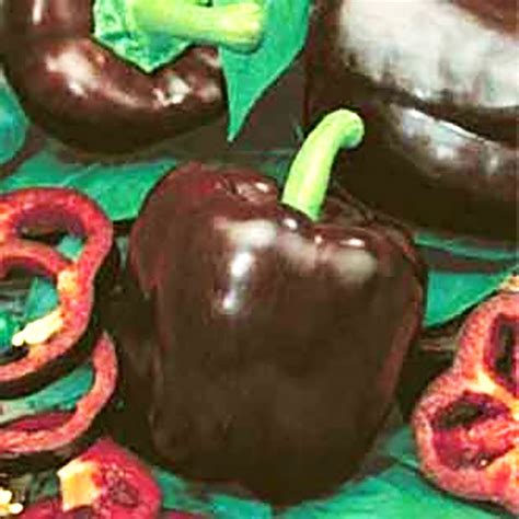 Fr Till Paprika Chocolate Fr Er P N Tet Wexthuset