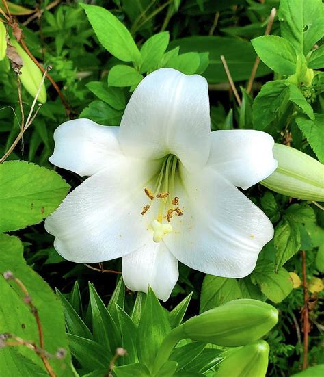 Wild Lilly Photograph By Davion Ryefield Fine Art America