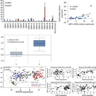 EGFR Signalingstimulated GBP1 Expression Is Src And P38 MAPK