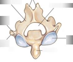 Vertebrae Diagram Quizlet