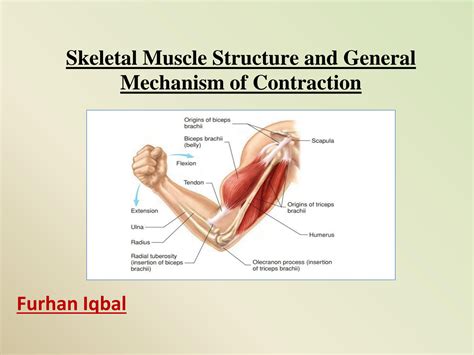 SOLUTION 1 Skeletal Muscle Structure General Mechanism Of Contraction