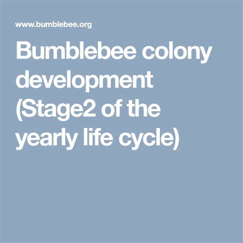 Bumblebee Colony Development Stage2 Of The Yearly Life Cycle Life