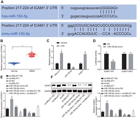 Long Non Coding Rna Malat1 Exacerbates Acute Respiratory Distress
