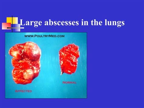 1 Pullorum Disease 2021 Avian Diseaseppt Ppt