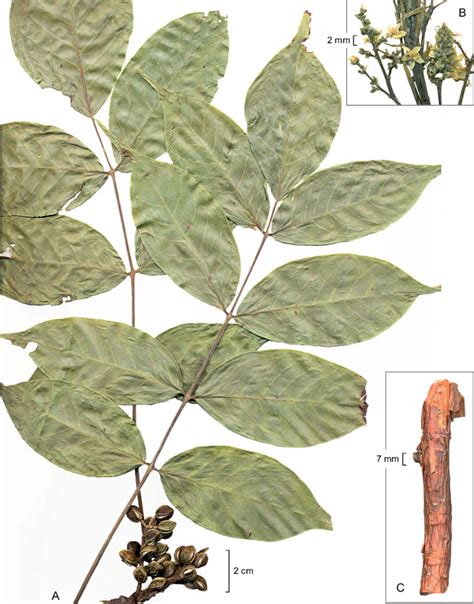 Vista De La Familia Burseraceae En El Estado De Aguascalientes México