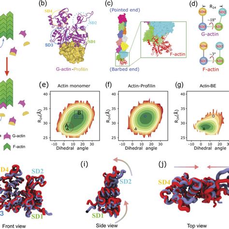 Role Of Profilin On The Assemble And Conformational Dynamics Of Actin