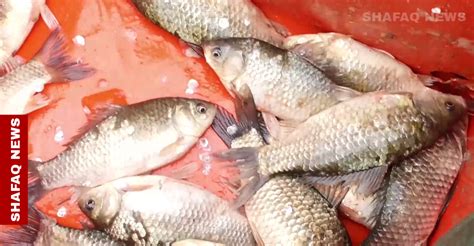 القبض على 27 مخالفا لقرار حظر صيد الأسماك في دهوك شفق نيوز