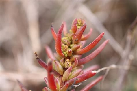 Suaeda Spicata Willd Moq Arba Bajo Jarama