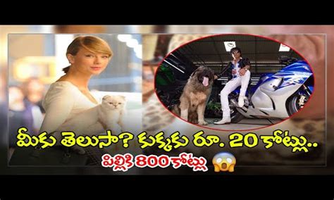 Taylor Swift Cat Olivia Benson Costs Rs 800crore Benson Costliestcat