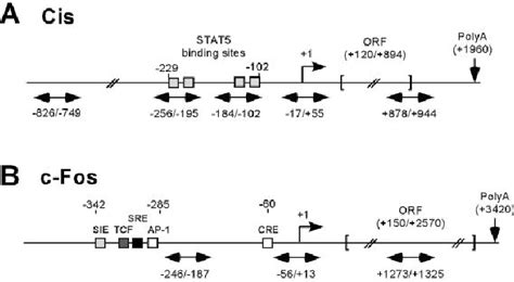 Schematic Representation Of Murine Cis A And C Fos B Genes