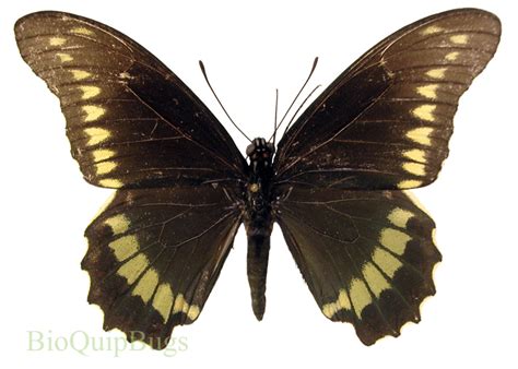 Battus Polydamas Polydamas Bioquipbugs