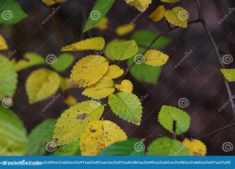 Trees With Yellowing Leaves Stock Image CartoonDealer Com