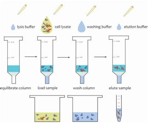 Purkine™ His Tag Ni Nta Resin Products Review Abbkine Scientific Blog