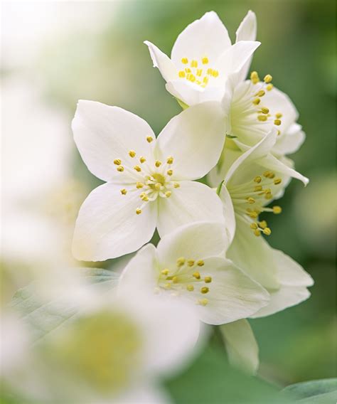 Mock Orange Varieties 12 Stunning Types Of…