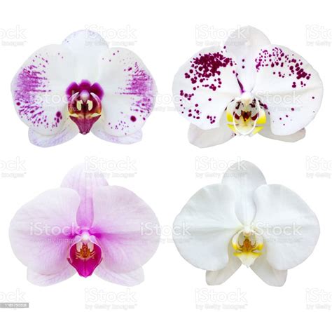 클리핑 경로와 흰색에 고립 된 흰색 Phalaenopsis 오키드 꽃의 세트 0명에 대한 스톡 사진 및 기타 이미지 0명