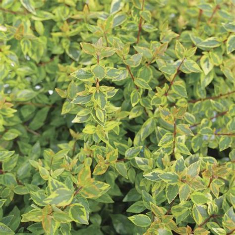 Abelia Brilliantina™ Jackson And Perkins